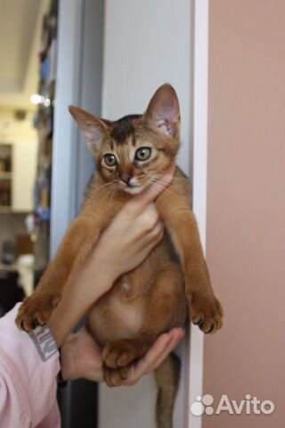 Элитные абиссинские котята