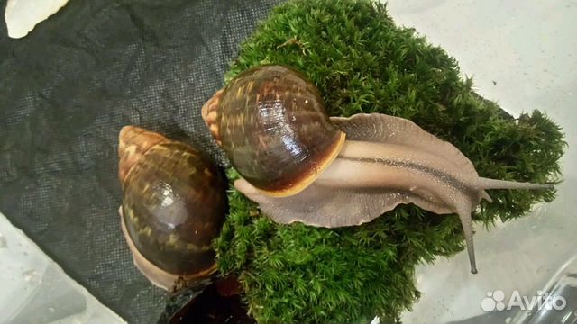 Улитка Архахатина вентрикоза спектакулум