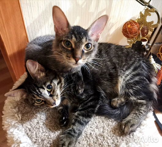 Котятки ищут хощяев