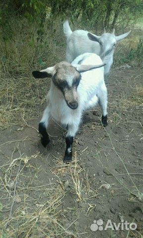 Коза нубийская