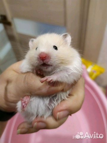 Сирийский хомяк