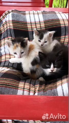Котята ищут дом