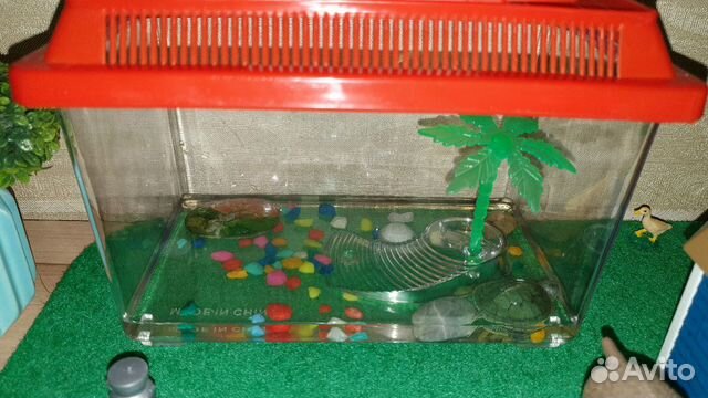 Отдам в добрые руки красноухую черепашку (4 см)