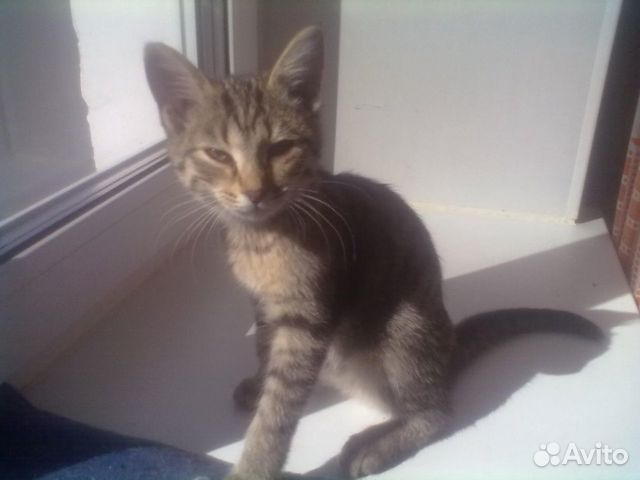 Котёнок мышеловка 2,5 месяца Белка