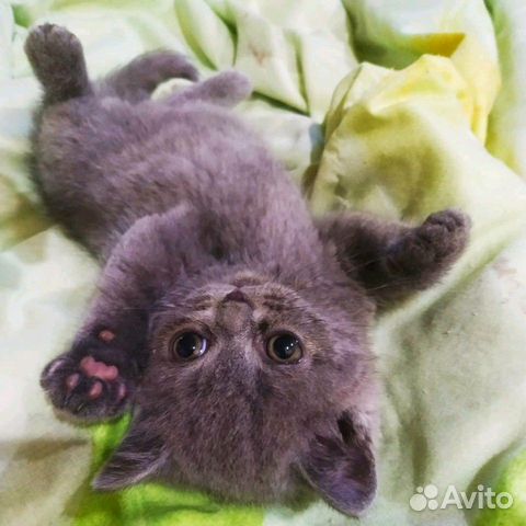 Котенок шотландская прямоухая