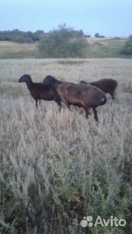 Барашки племенные