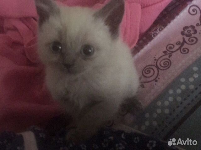 Отдам котёнка в добрые руки
