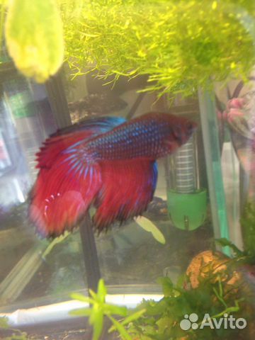 Подросшие петушки и курочки