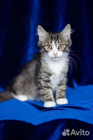 Котёнок Плутон, 3 месяца