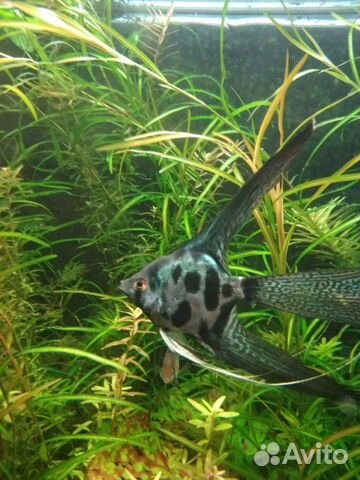 Скалярия Пиной клоун