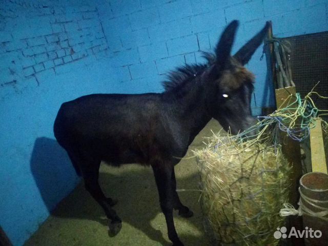 Ослик в дар