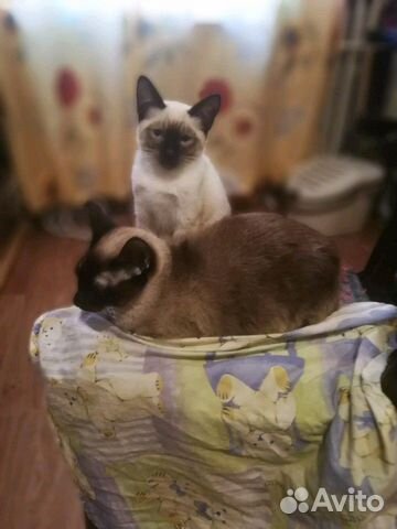 Тайский котенок