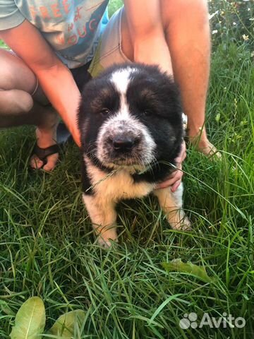 Щенок кавказской овчарки