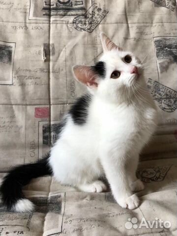 Котёнок Нора 2 мес девочка