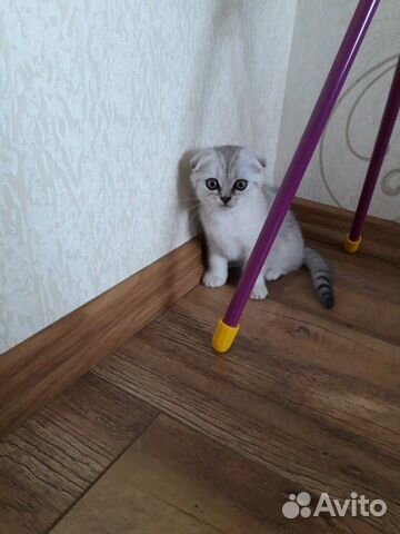 Чистокровная шотландка