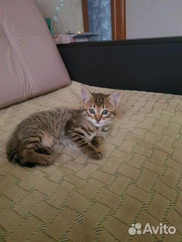 Котенок