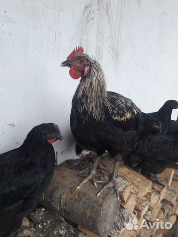 Петухи черной московской