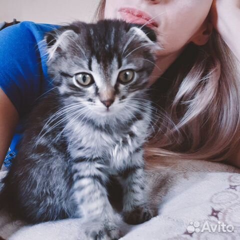 Милый вислоухий котенок