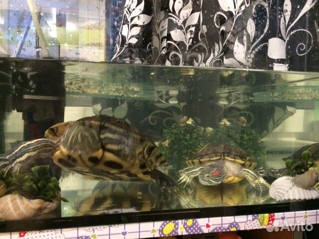 Черепахи и Аквариум
