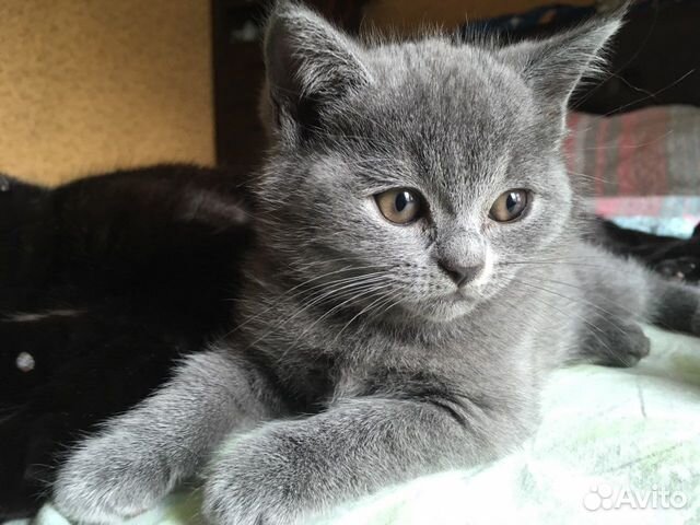 Шотландские котята