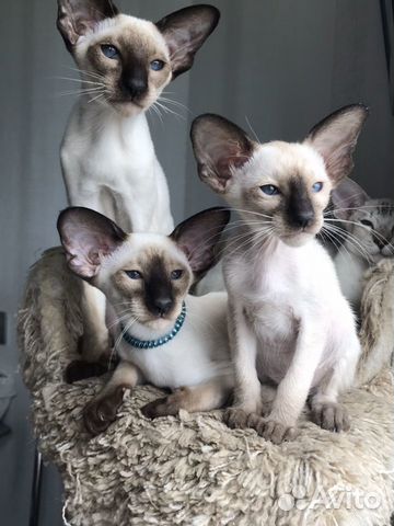 Ориентальчики