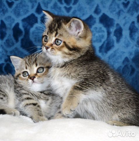 Британские маленькие тигрята