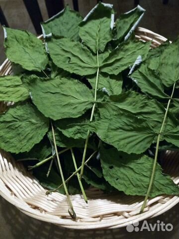 Палочники Аннамские + малина в комплекте