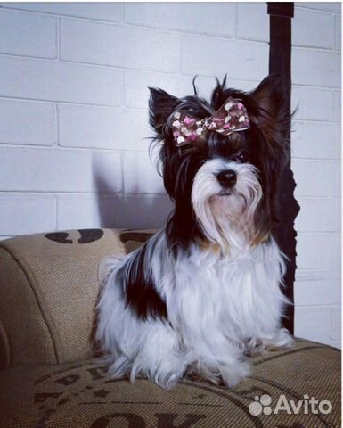 Мини девочка