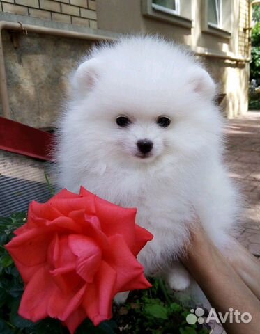 Щеночки шпица