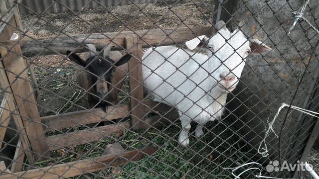 Продам коз