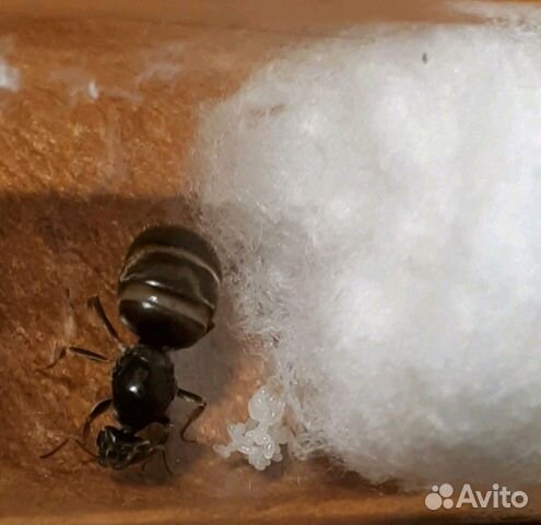 Муравьи lasius niger (опт/розница)