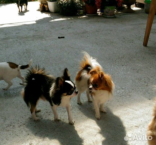 Жених чихуахуа