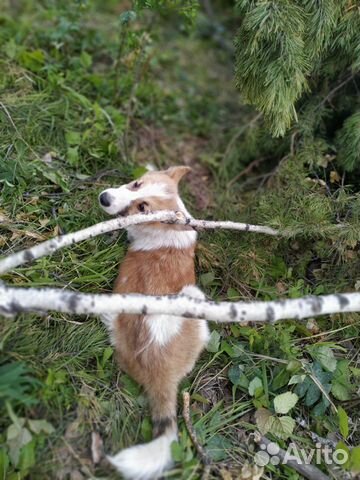 Отдам щенков б/п