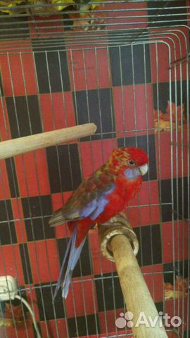 Продам попугая Пинантная Розелла с клеткой