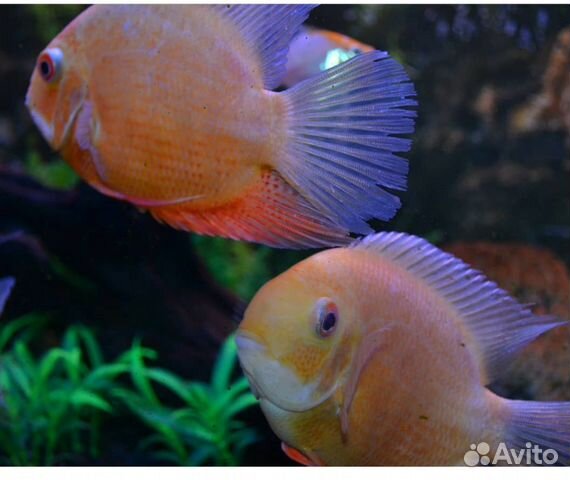 Аквариумные рыбки. Северумы