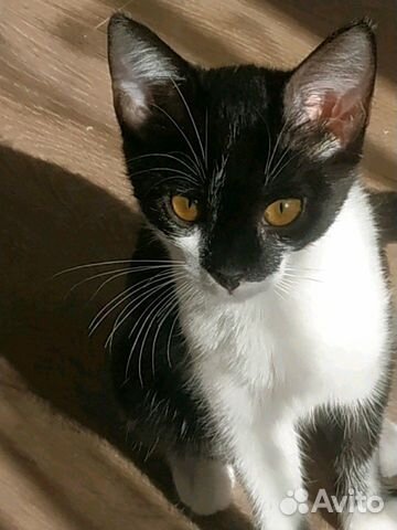 Котенок