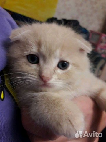 Кремовое чудо