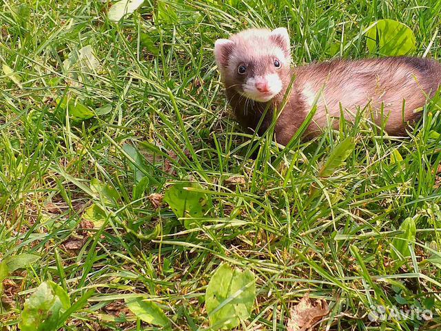 Продам хорька