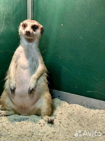 Продам суриката