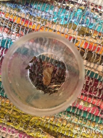 Матка Чёрного Садового муравья