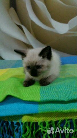 Сиамские котята