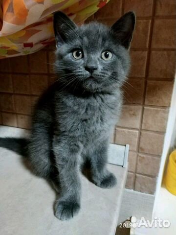 Котенок. Кот. Средство от скуки и депрессии