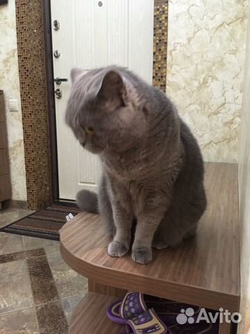 Британская короткошёрстная