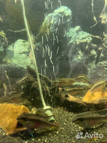 Пельвикахромис пульхер