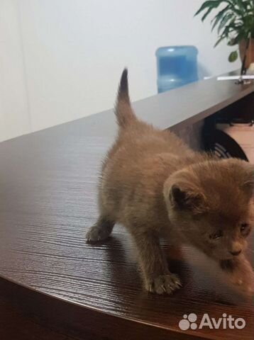 Ищет теплые заботливые руки