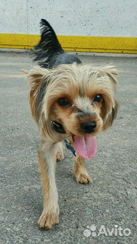 Микки ищет невесту