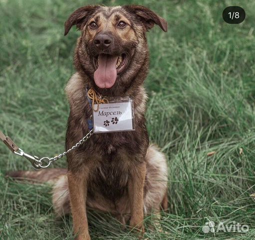 Щенок Марсель