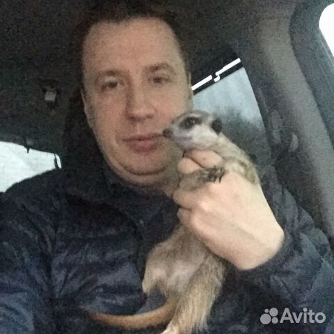 Продам пару Сурикатов