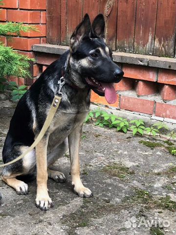 Метис овчарки, девочка, ищет дом