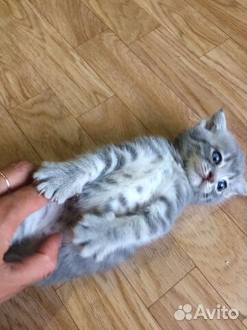 Британский вислоухий котёнок